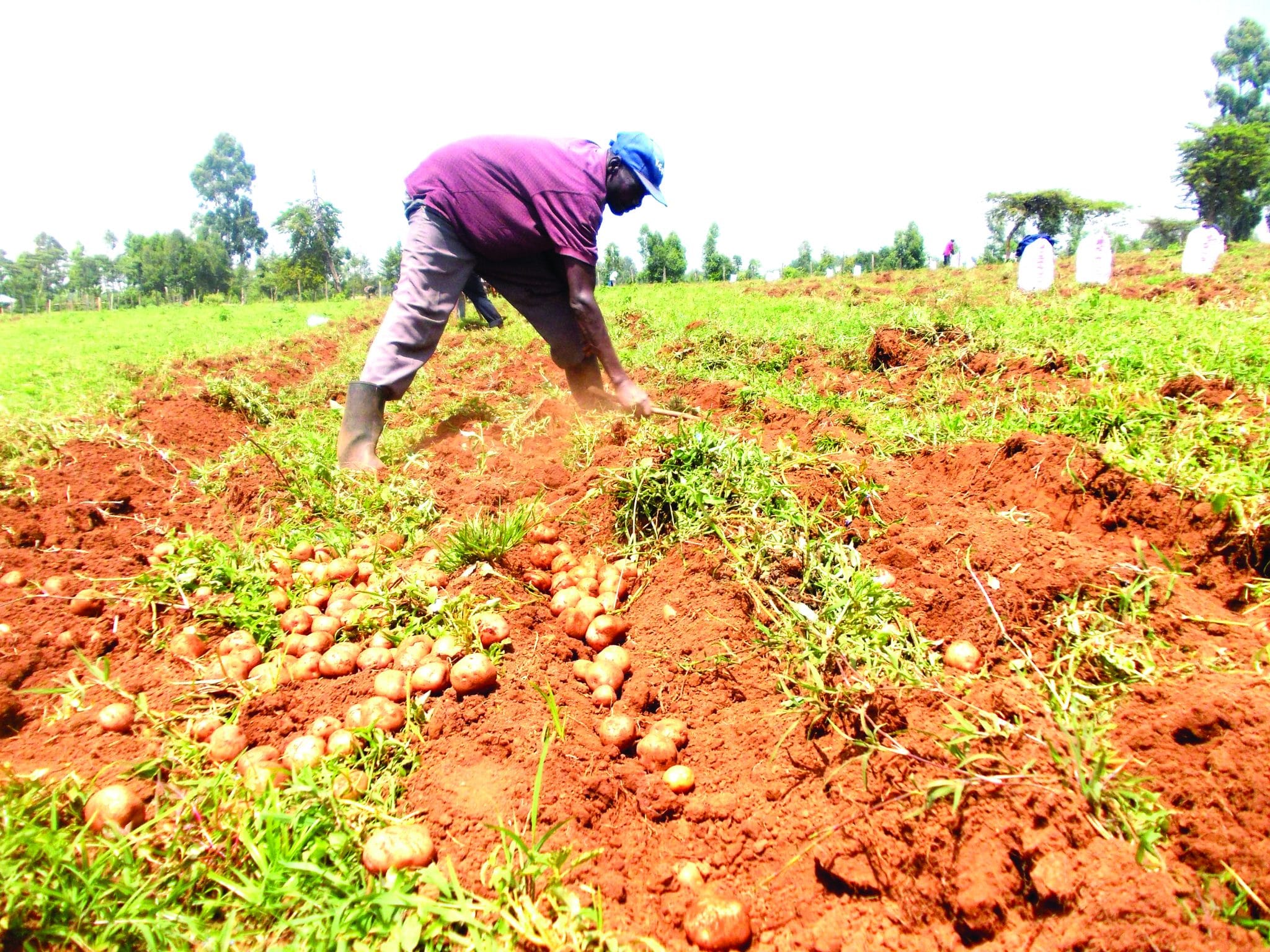 Farmers under The Potato Consortium to reap first harvest today - Sacco ...